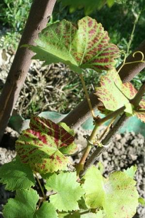 Proszę o pomoc w identyfikacji i leczeniu : Choroby i szkodniki ...